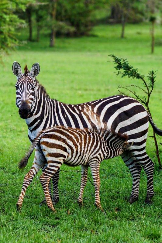 Uganda: Highlights + Tipps für Gorillas, Schimpansen & Wasserprojekte