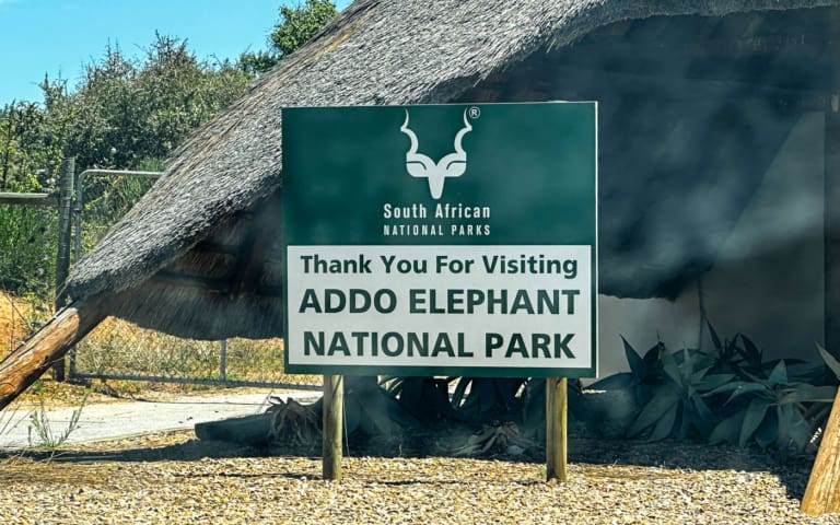 Addo Elephant Park Südafrika: Erfahrung mit Tipps {2024}