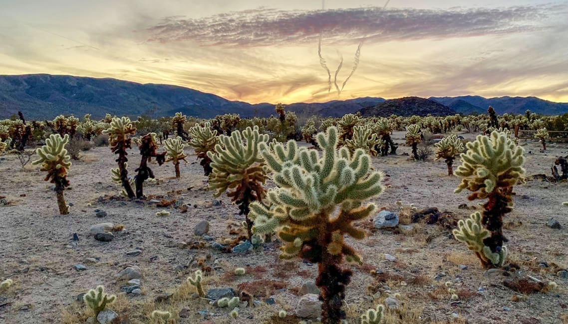 Joshua Tree National Park in Kalifornien: 5 Highlights und viele Tipps ...