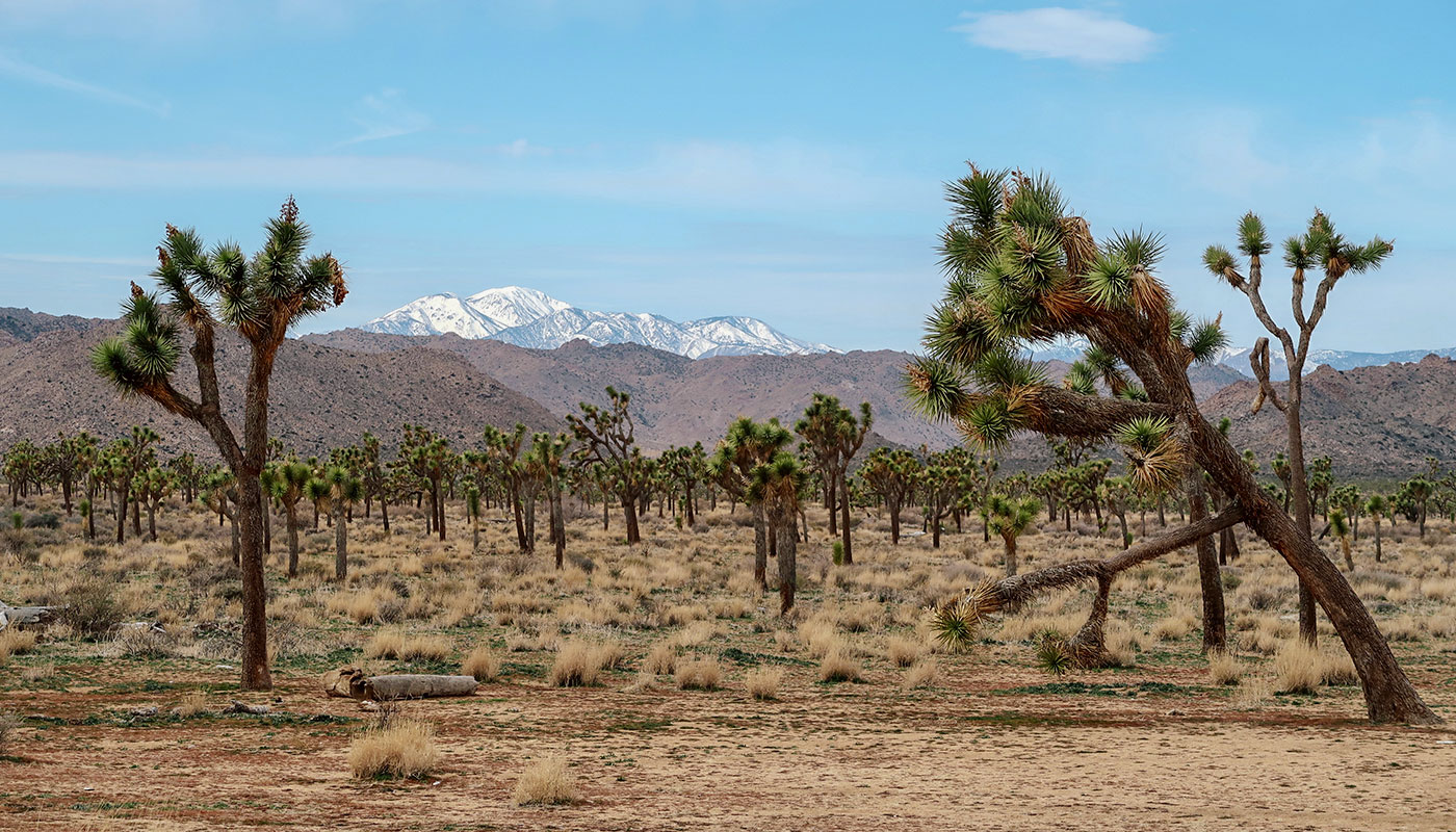 Joshua Tree National Park in Kalifornien: 5 Highlights und viele Tipps ...
