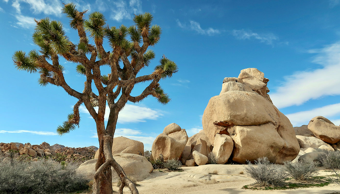 Joshua Tree National Park in Kalifornien: 5 Highlights und viele Tipps ...