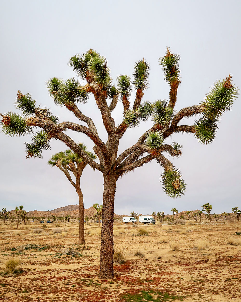 Joshua Tree National Park in Kalifornien: 5 Highlights und viele Tipps ...