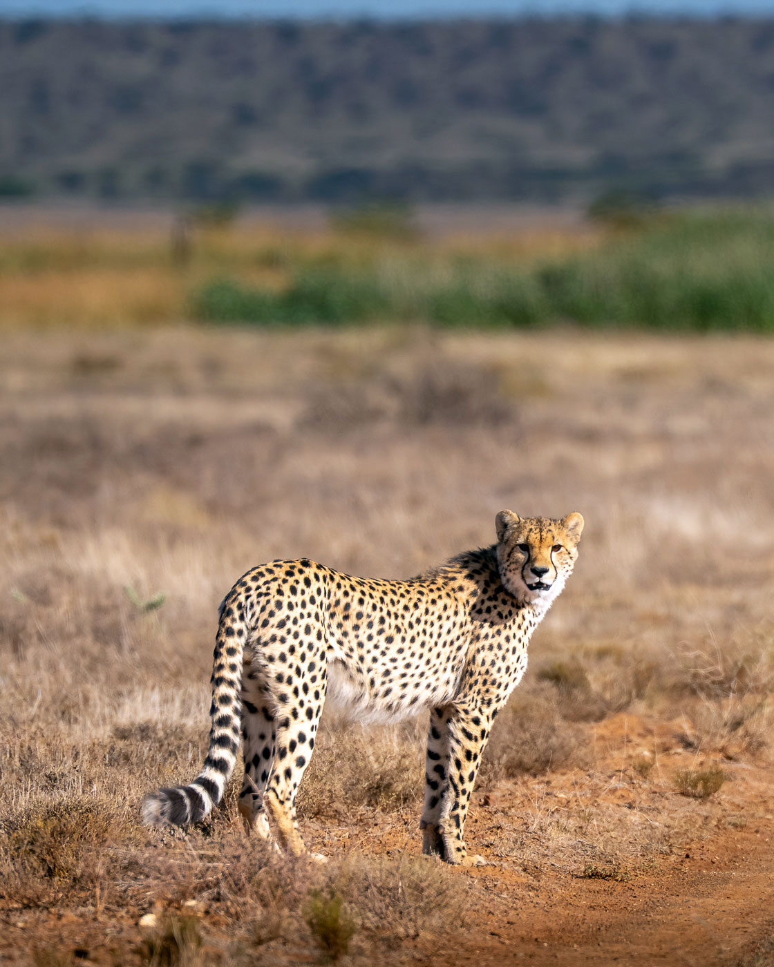 Kishindo Private Game Reserve Südafrika: Tiger Canyon und Cheetah Wild ...