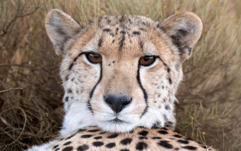 Kishindo Private Game Reserve Südafrika: Tiger Canyon und Cheetah Wild ...