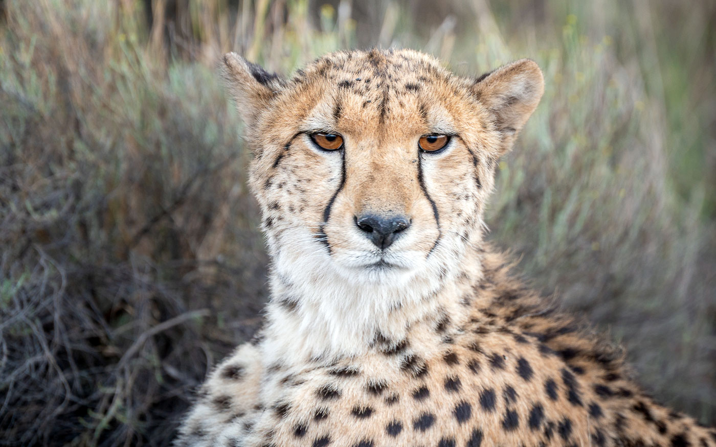 Kishindo Private Game Reserve Südafrika: Tiger Canyon und Cheetah Wild ...