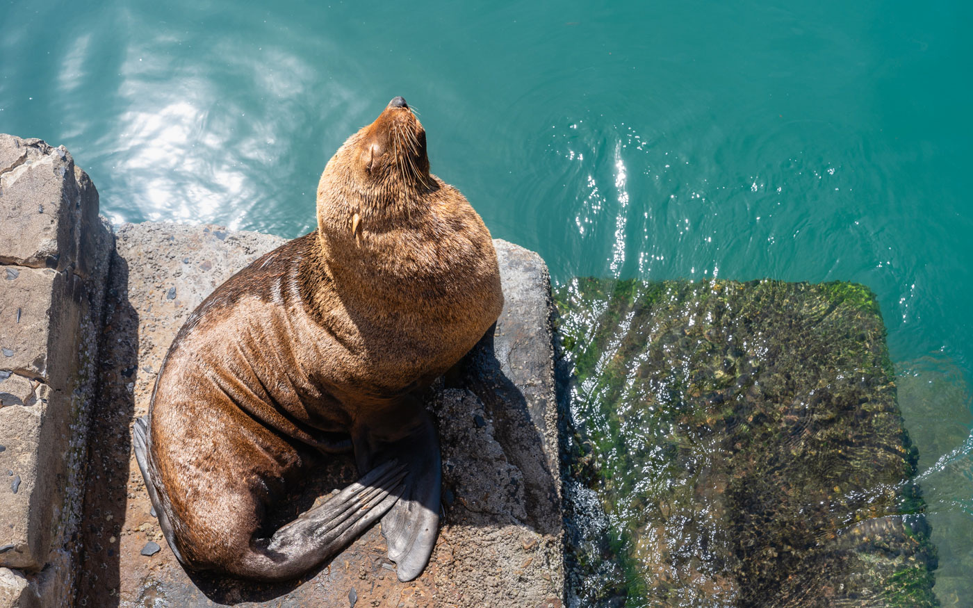 Kalk Bay, eines der coolsten Stadtviertel Kapstadts Reiseblog VIEL ...